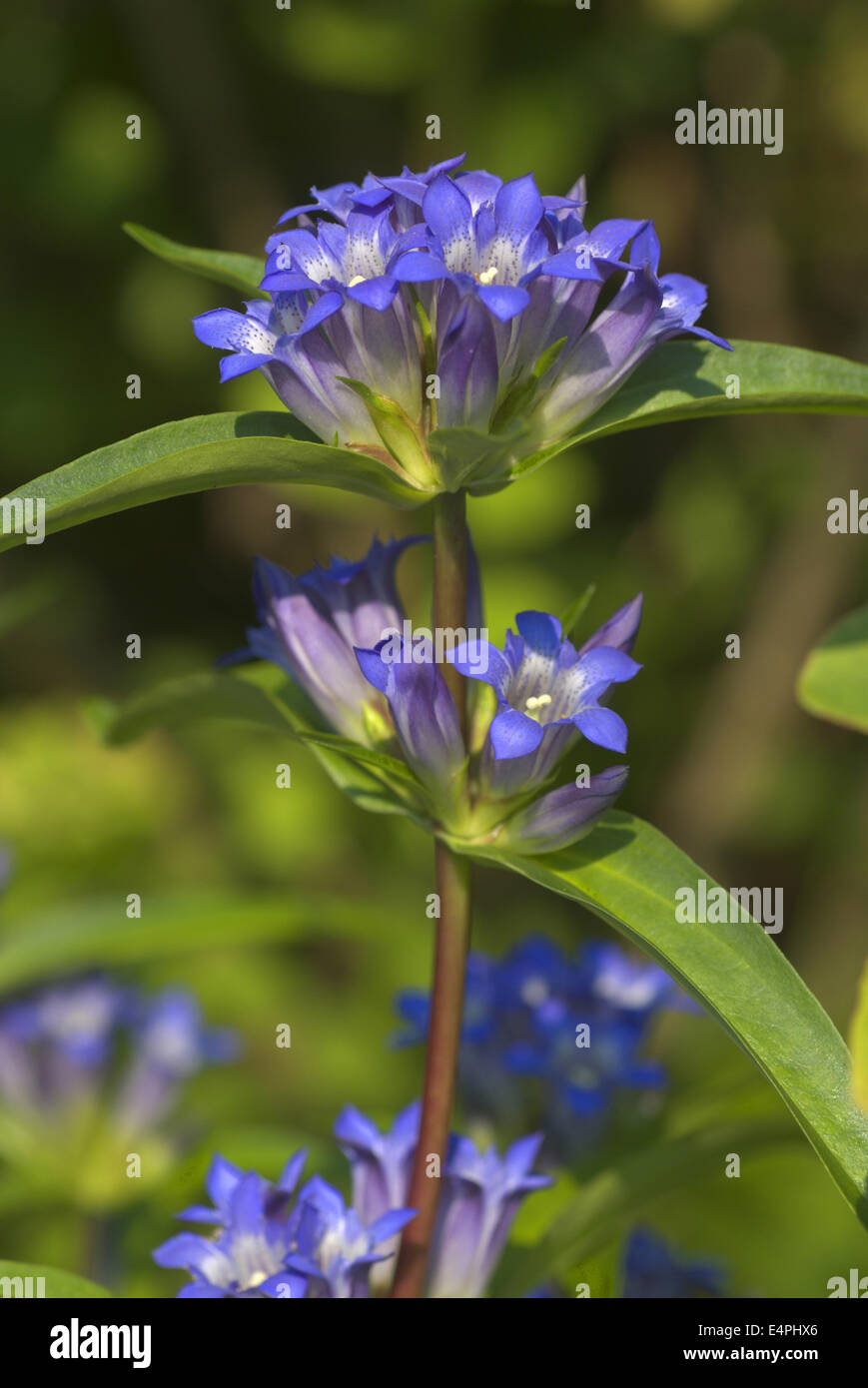 cross gentian, gentiana cruciata Stock Photo - Alamy