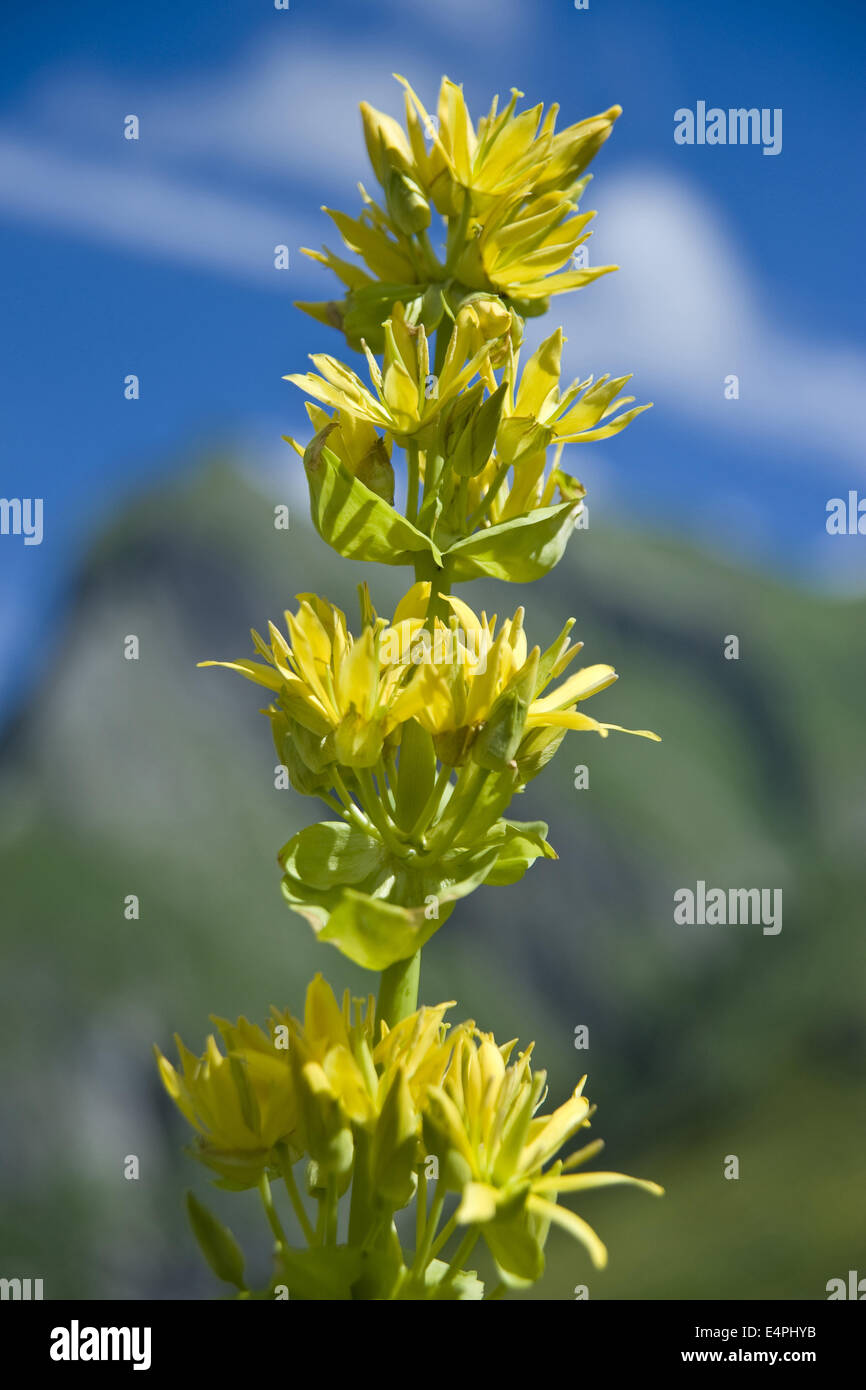 great yellow gentian, gentiana lutea Stock Photo - Alamy