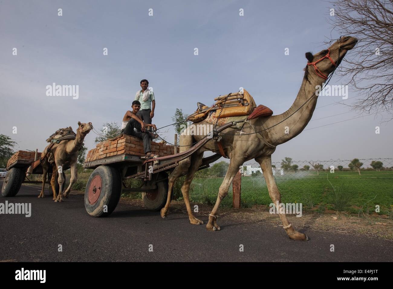 Rajasthan, Rajasthan of India. 15th July, 2014. Villagers drive camel ...