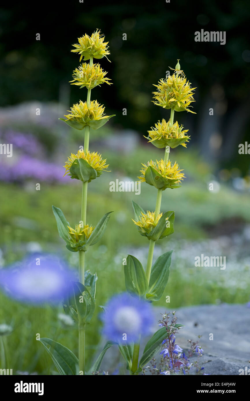 great yellow gentian, gentiana lutea Stock Photo - Alamy