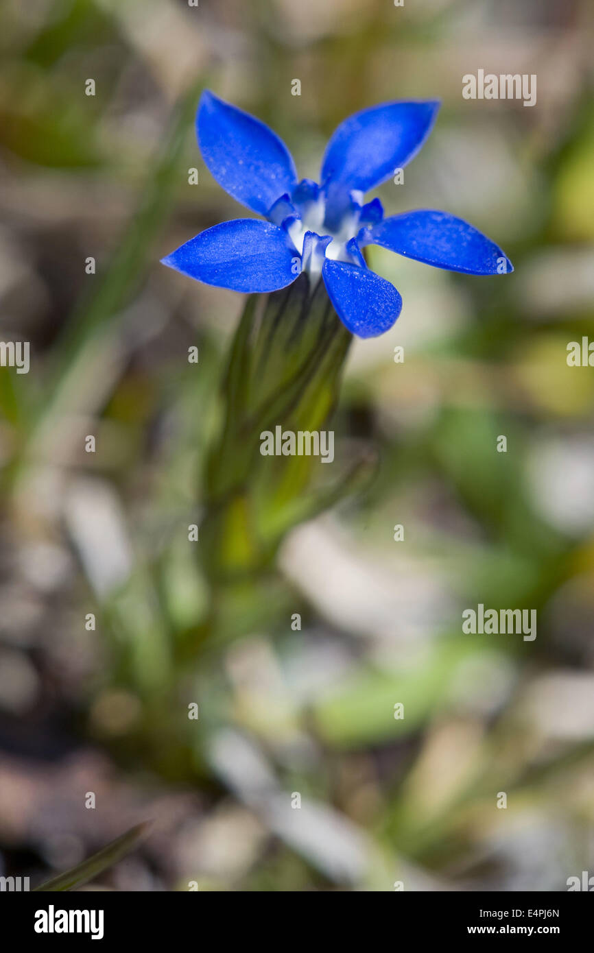 Bavarian blue flowers blooming hi-res stock photography and images - Alamy