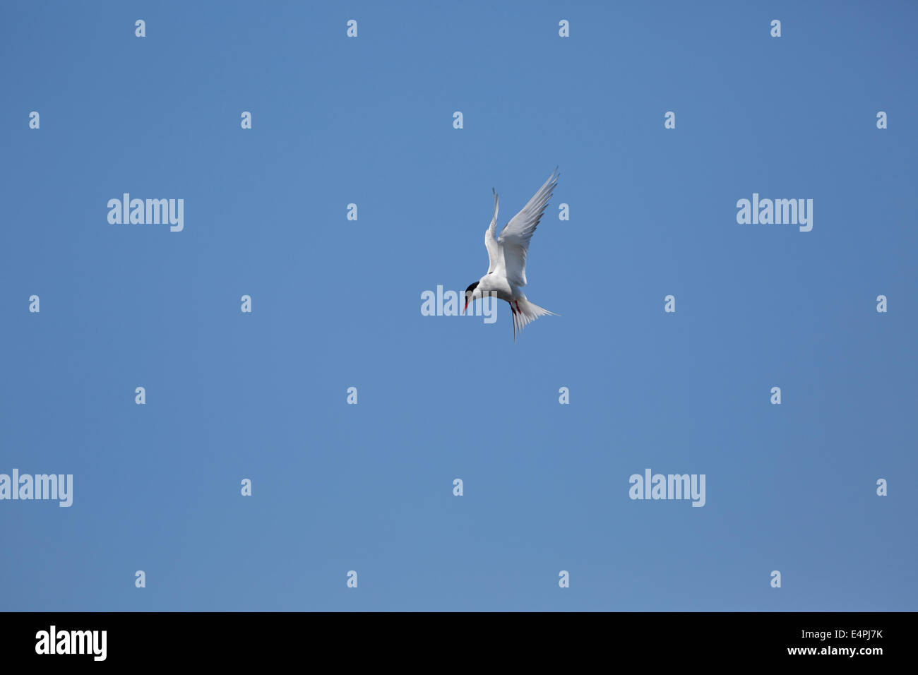 Tern fishing hi-res stock photography and images - Alamy