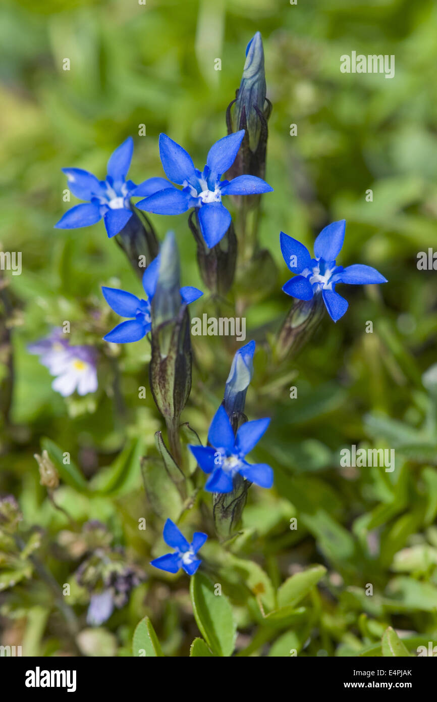 snow gentian, gentiana nivalis Stock Photo - Alamy