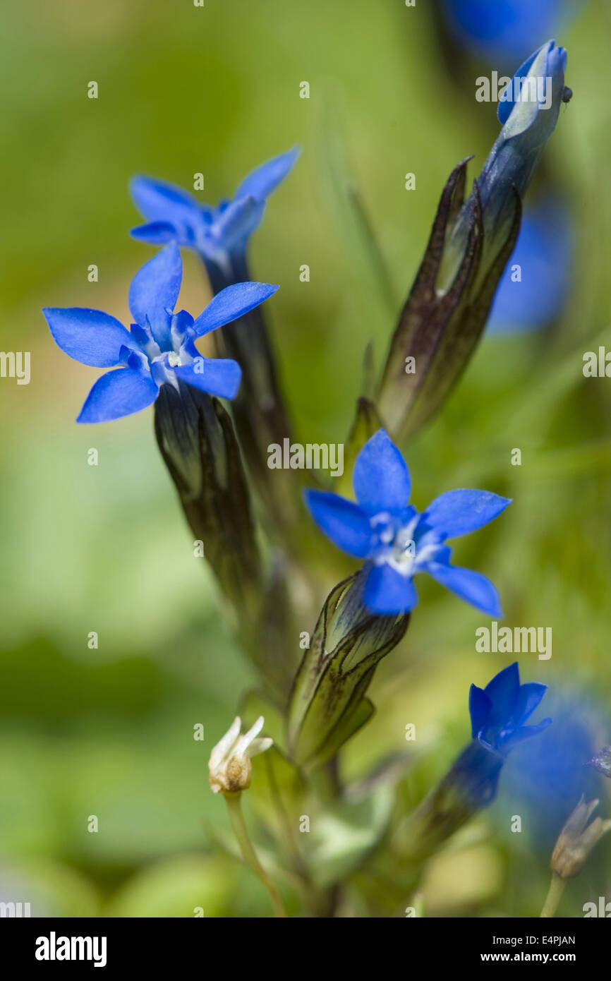 snow gentian, gentiana nivalis Stock Photo - Alamy