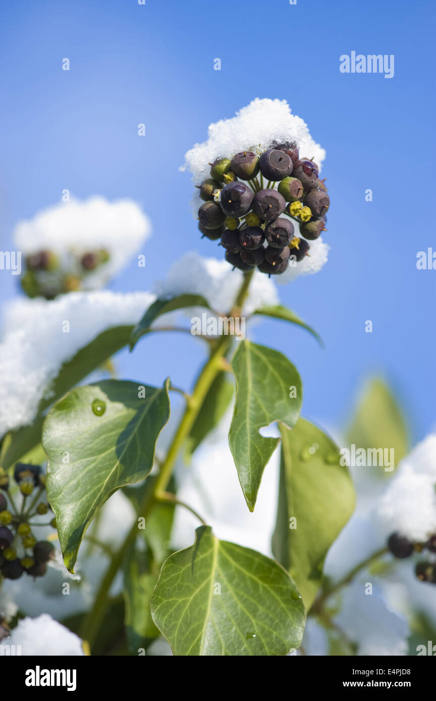 English ivy fruits hedera helix hi-res stock photography and images - Alamy