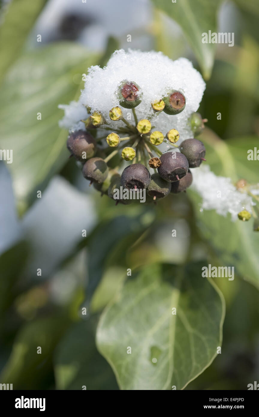 English ivy fruits hedera helix hi-res stock photography and images - Alamy