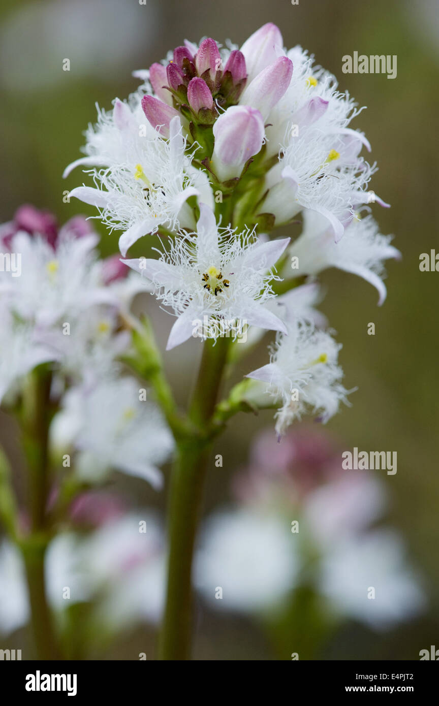 bog-bean, menyanthes trifoliata Stock Photo - Alamy