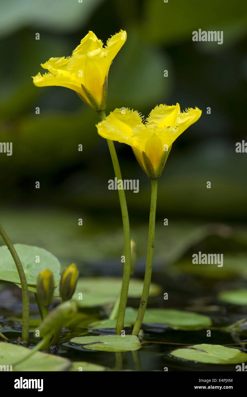 fringed water-lily, nymphoides peltata Stock Photo - Alamy