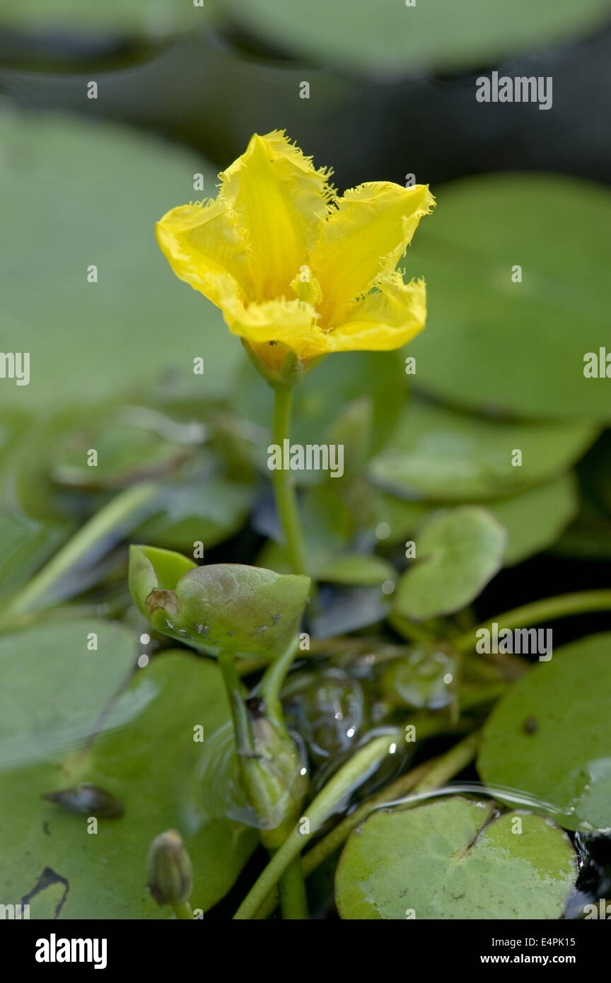 Fringed water lily nymphoides hi-res stock photography and images - Alamy