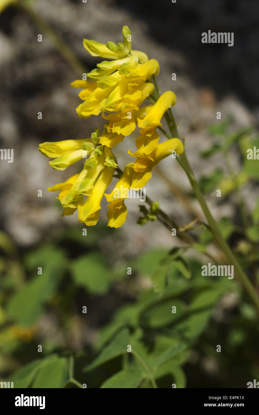 Yellow corydalis hi-res stock photography and images - Alamy