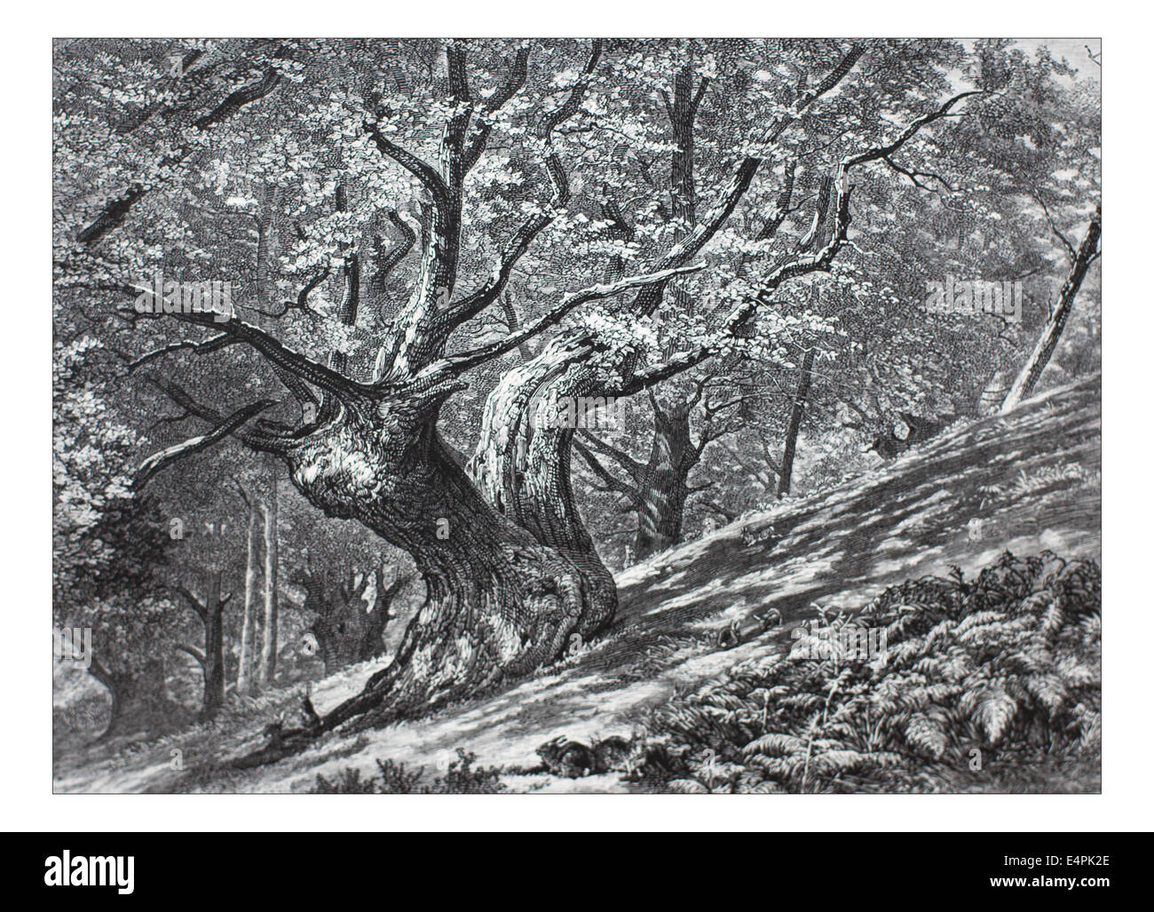 Coney Hill, Hayes Common, Kent Illustration from 'The British isles ...