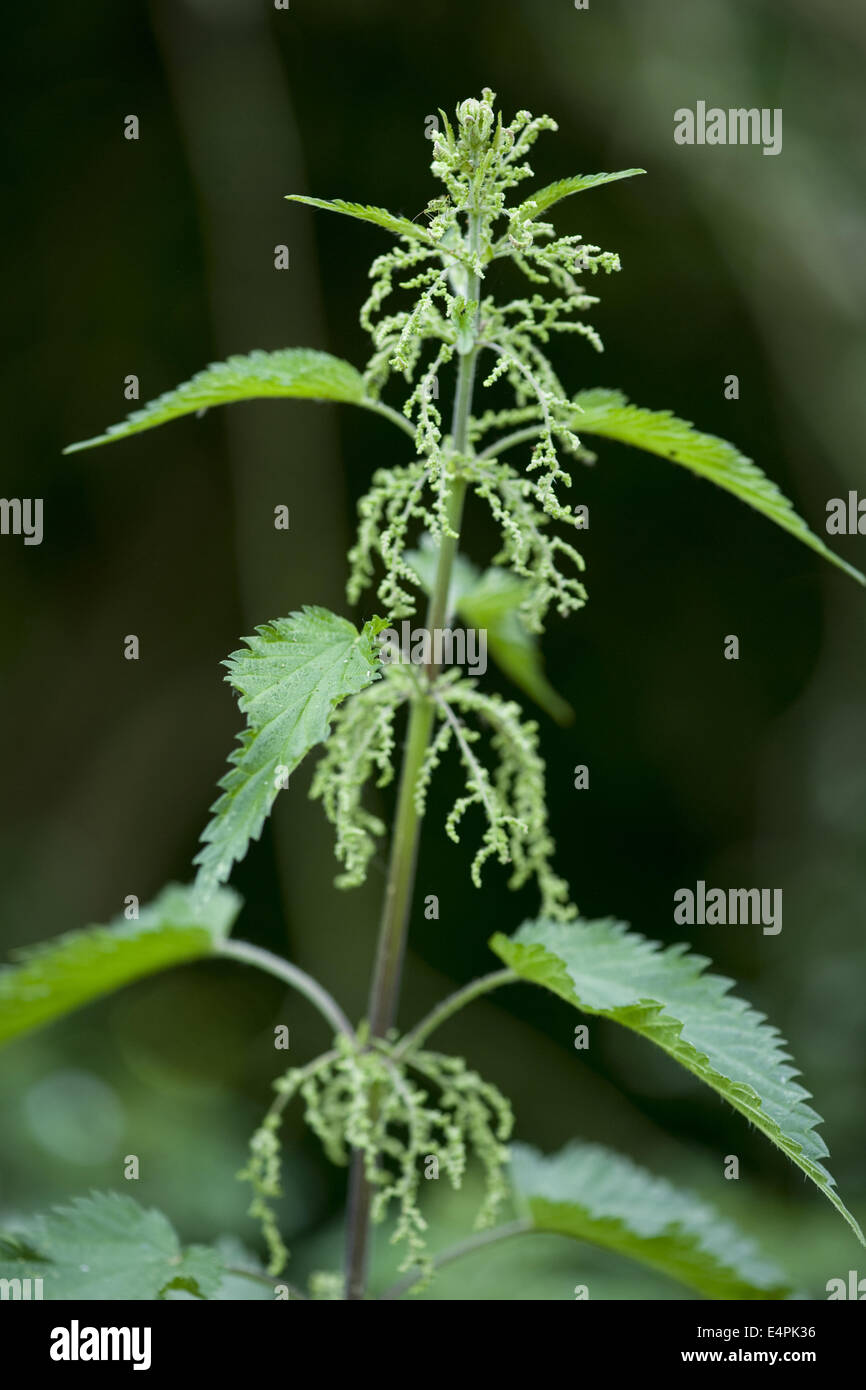 common nettle, urtica dioica Stock Photo - Alamy
