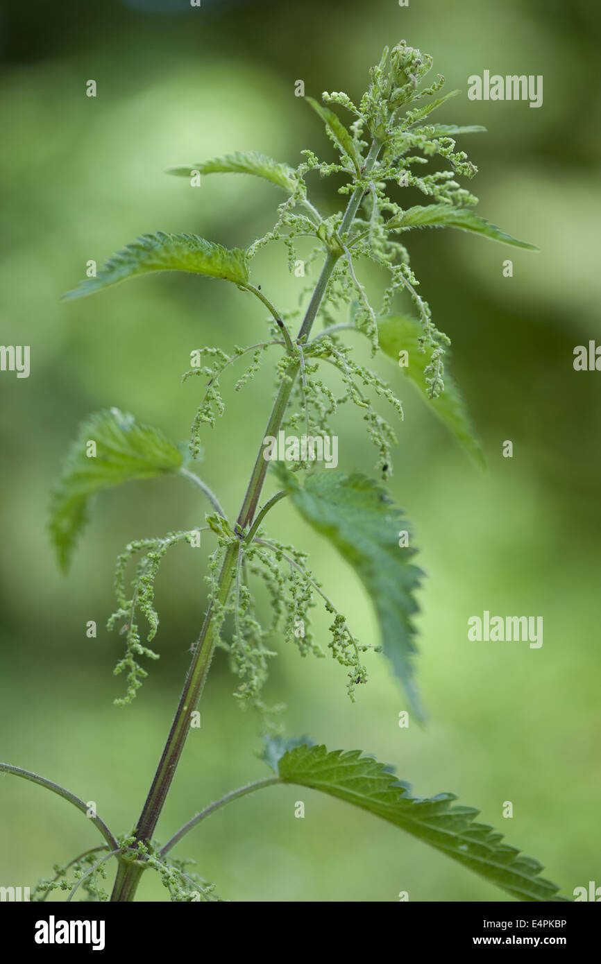 Urtica dioica hi-res stock photography and images - Alamy
