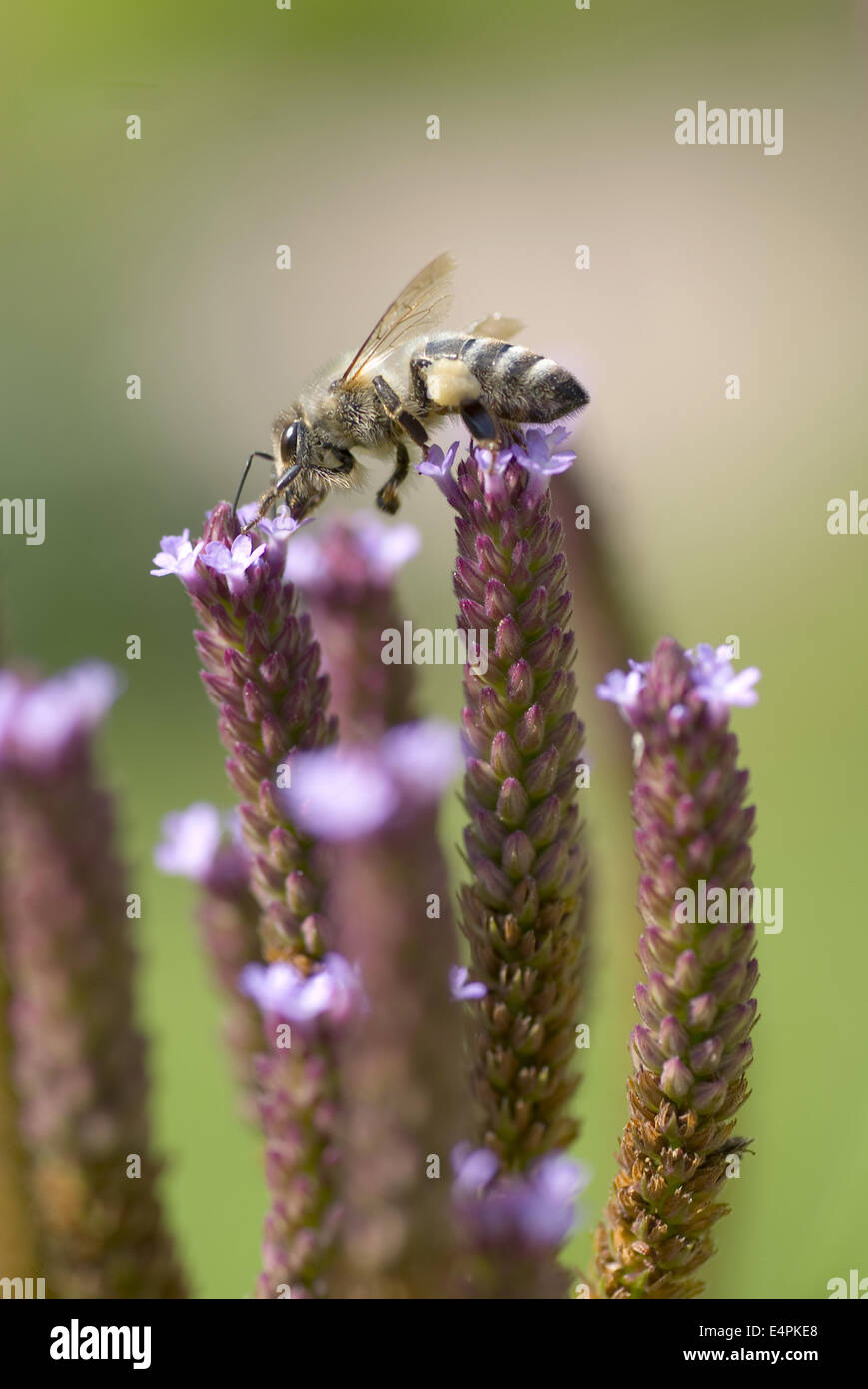 purpletop vervain, verbena bonariensis Stock Photo - Alamy