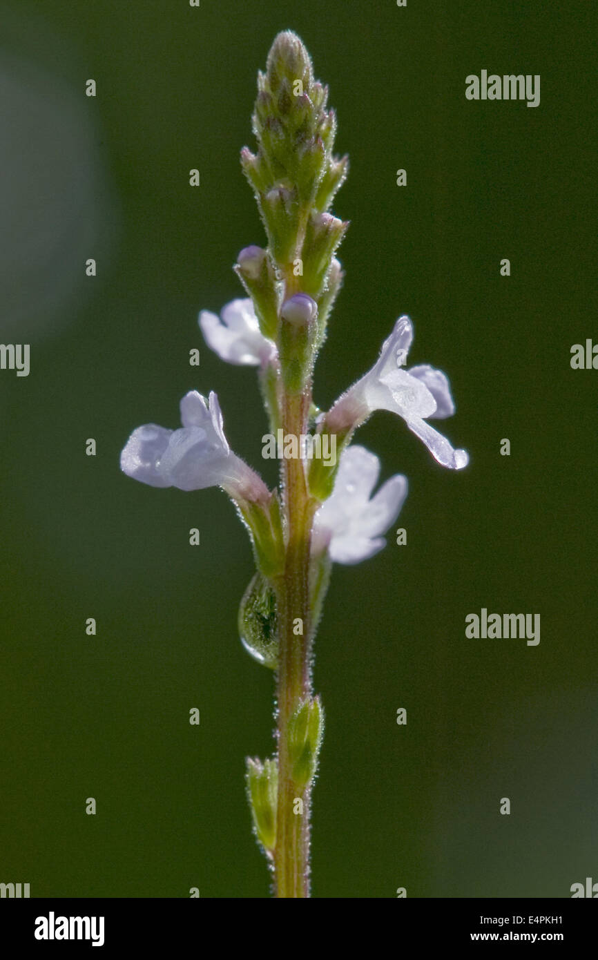 common vervain, verbena officinalis Stock Photo - Alamy