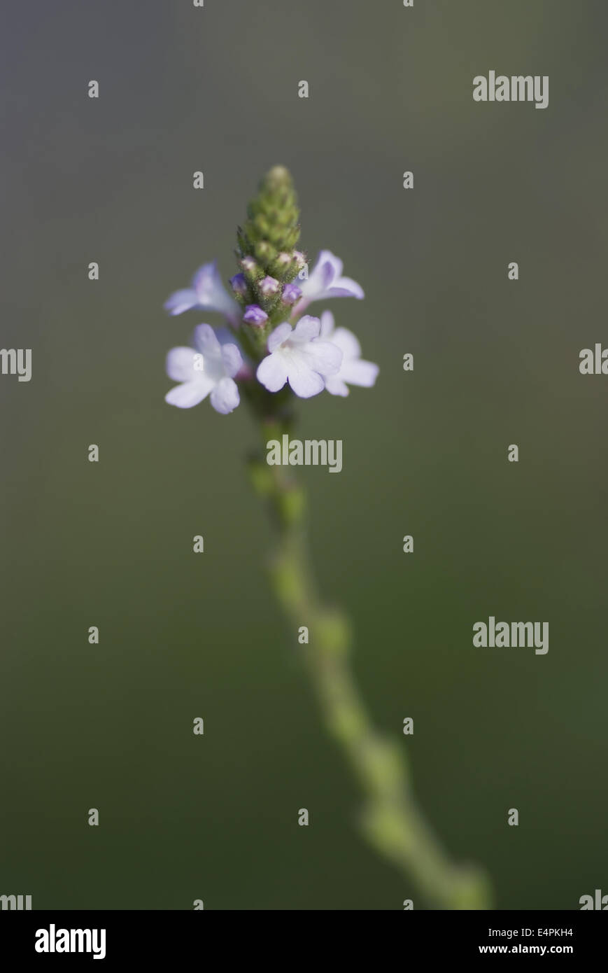 common vervain, verbena officinalis Stock Photo - Alamy