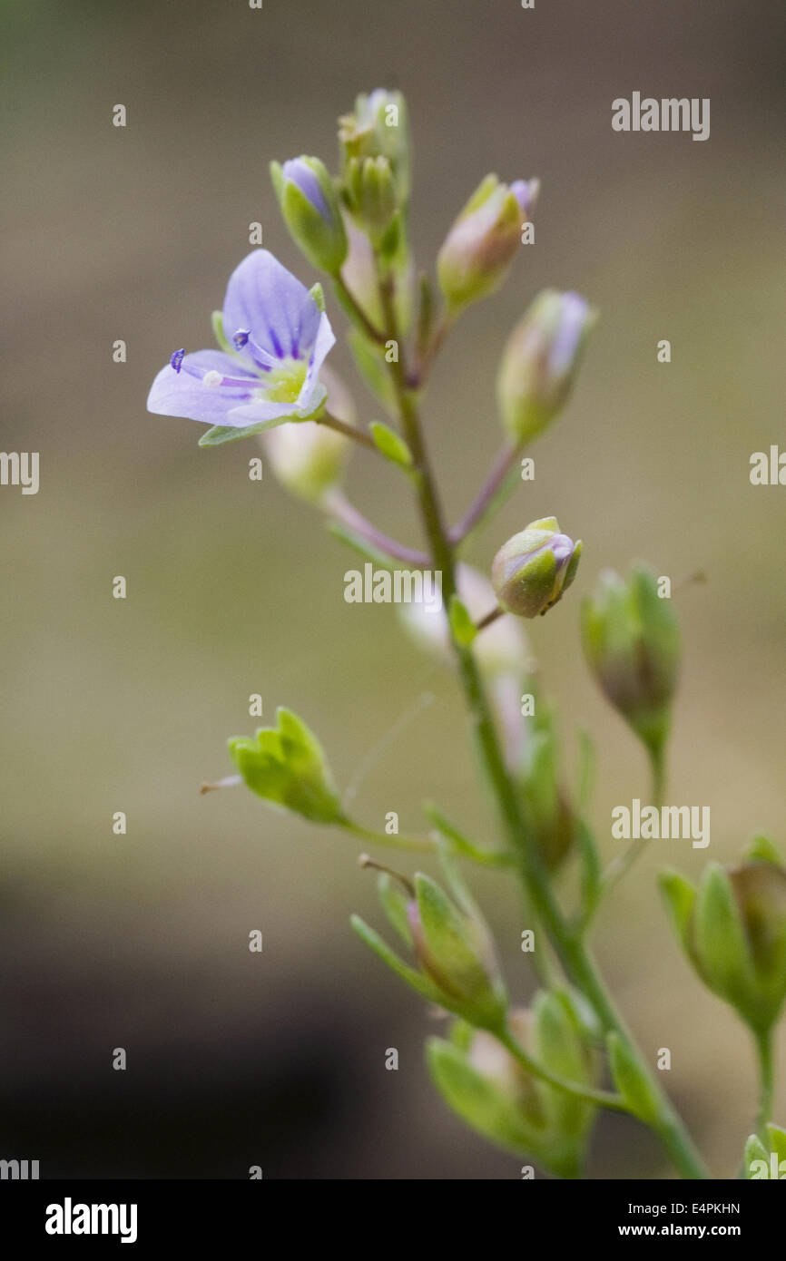 water speedwell, veronica anagallis-aquatica Stock Photo - Alamy