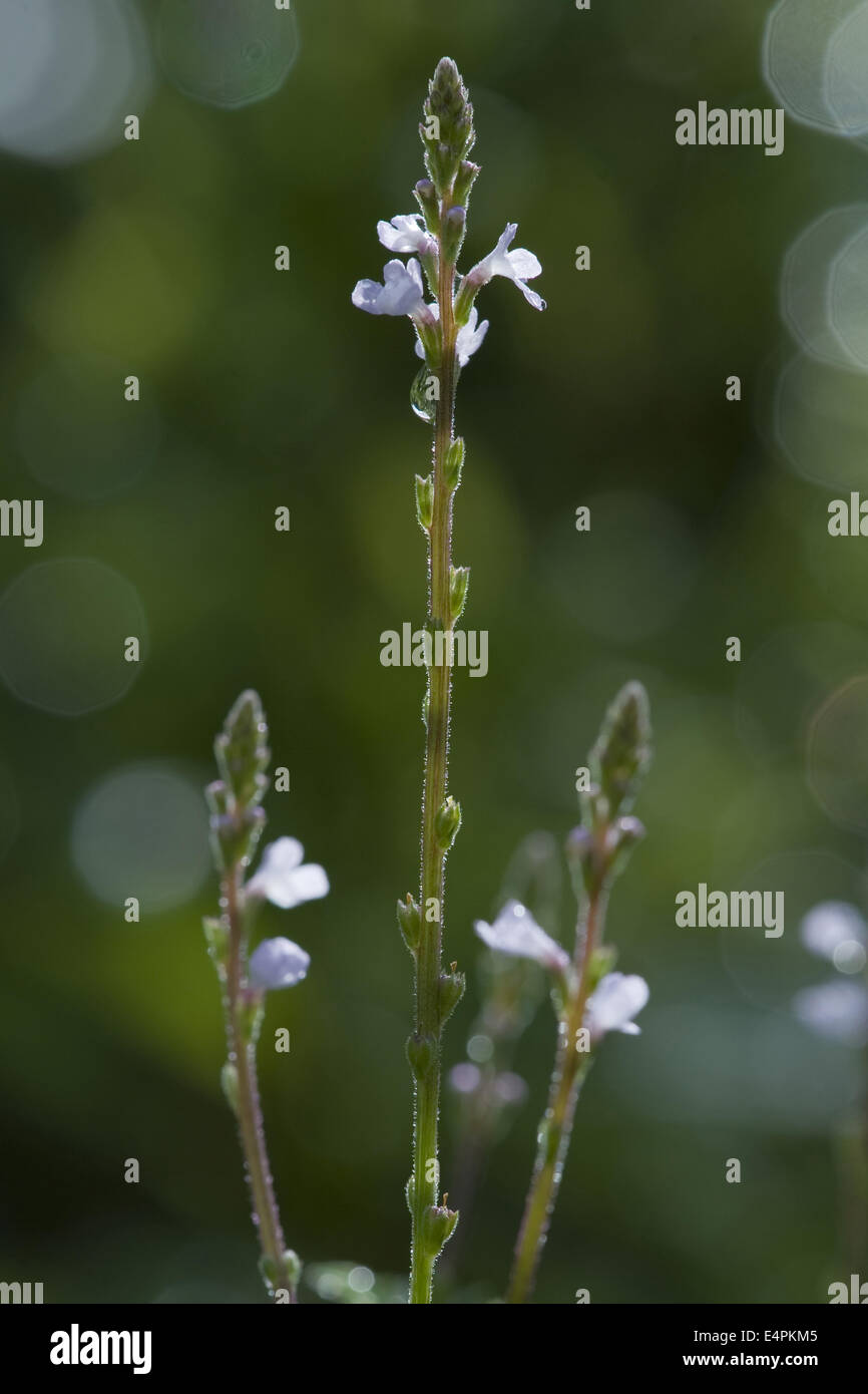 common vervain, verbena officinalis Stock Photo - Alamy