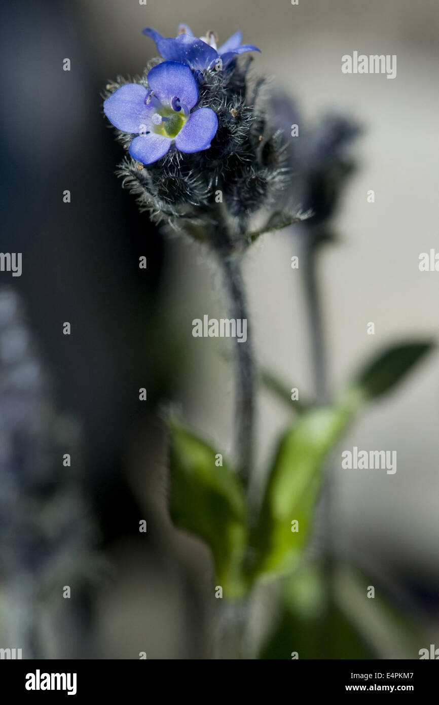 Birds eye speedwell blue flower hi-res stock photography and images - Alamy