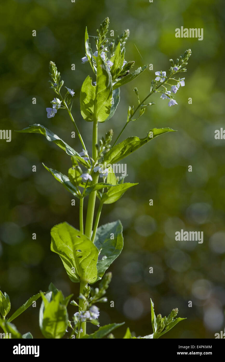 water speedwell, veronica anagallis-aquatica Stock Photo - Alamy