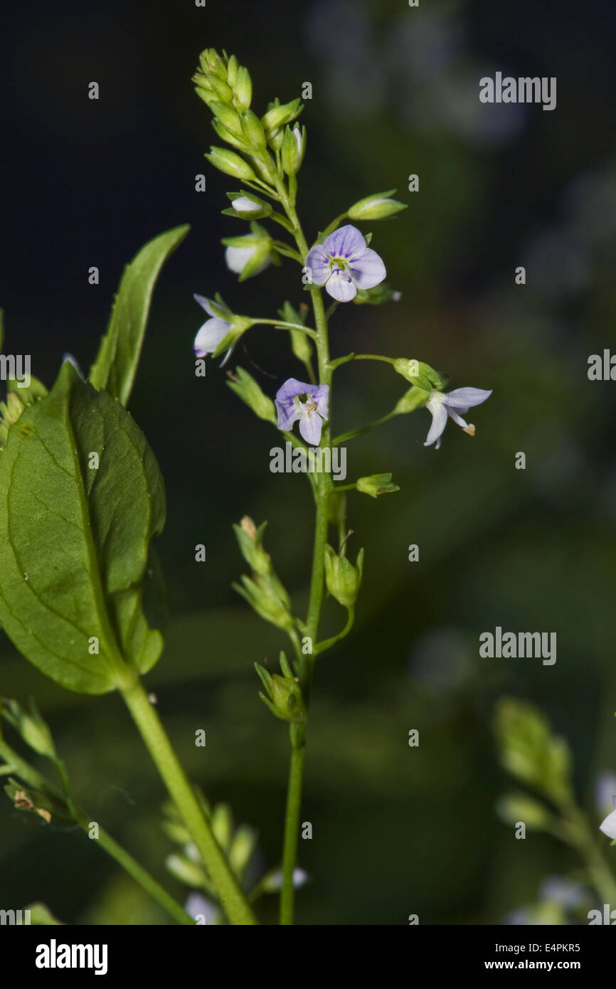 water speedwell, veronica anagallis-aquatica Stock Photo - Alamy