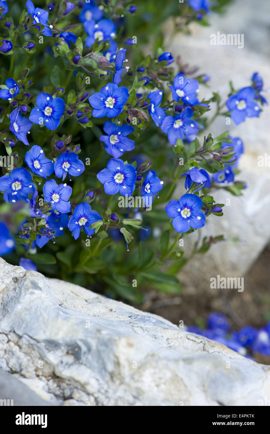 Rock Speedwell Veronica Fruticans High Resolution Stock Photography and ...