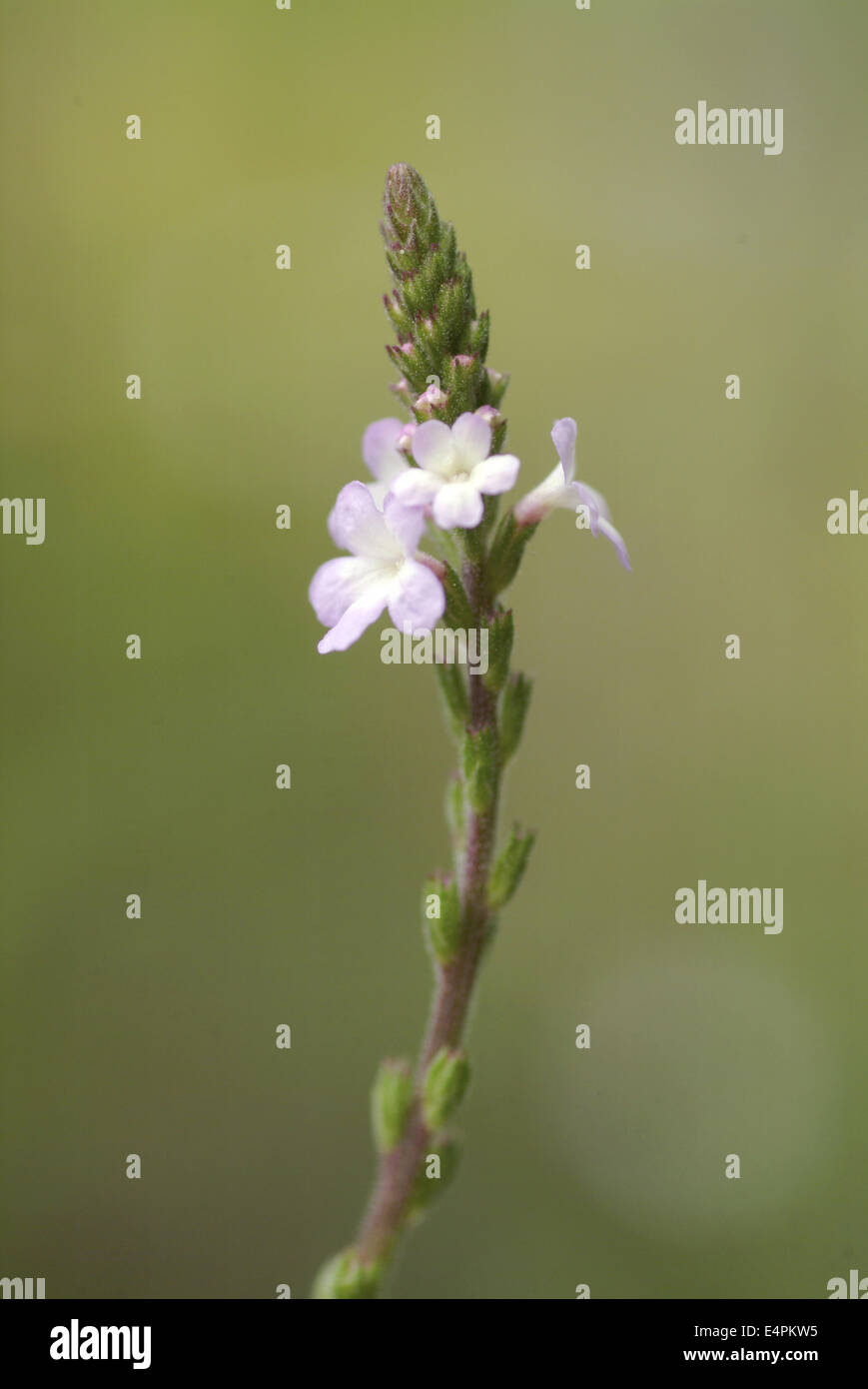 common vervain, verbena officinalis Stock Photo - Alamy