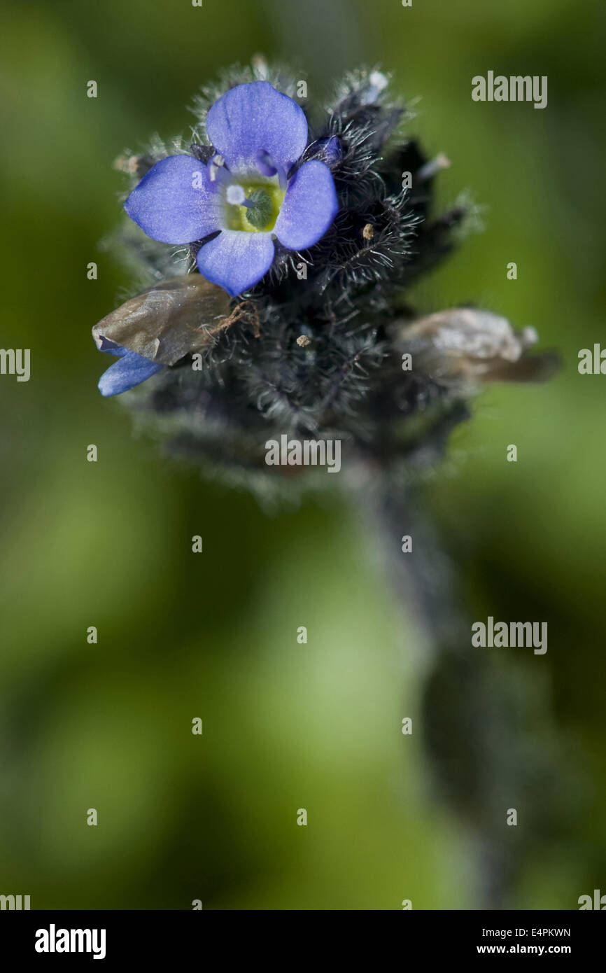 Alpine speedwell veronica alpina hi-res stock photography and images ...