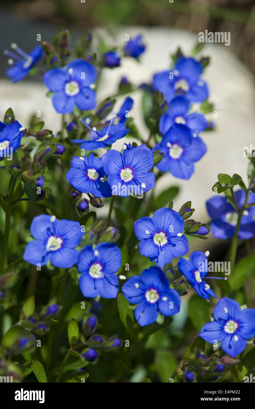 rock speedwell, veronica fruticans Stock Photo - Alamy