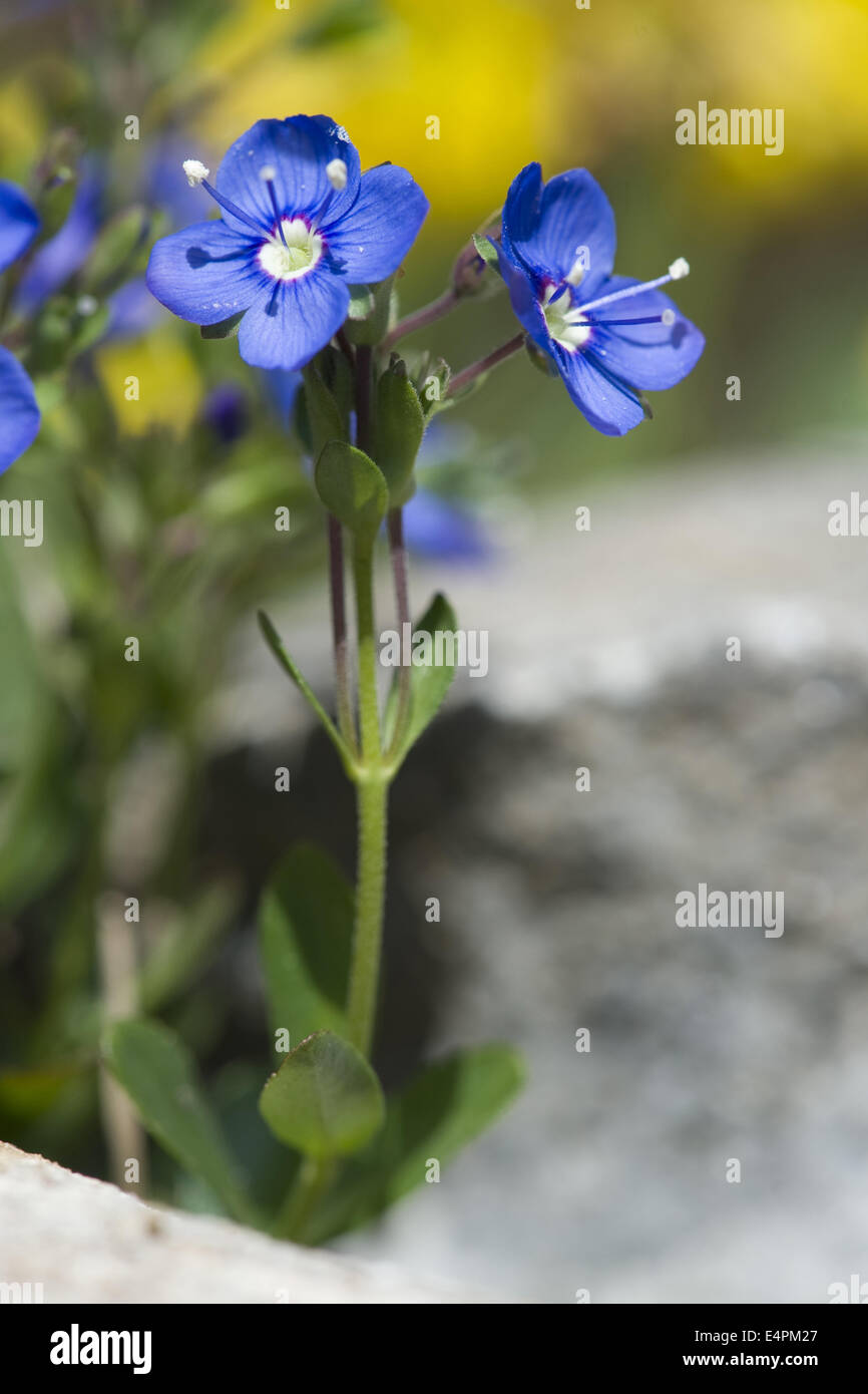 rock speedwell, veronica fruticans Stock Photo - Alamy