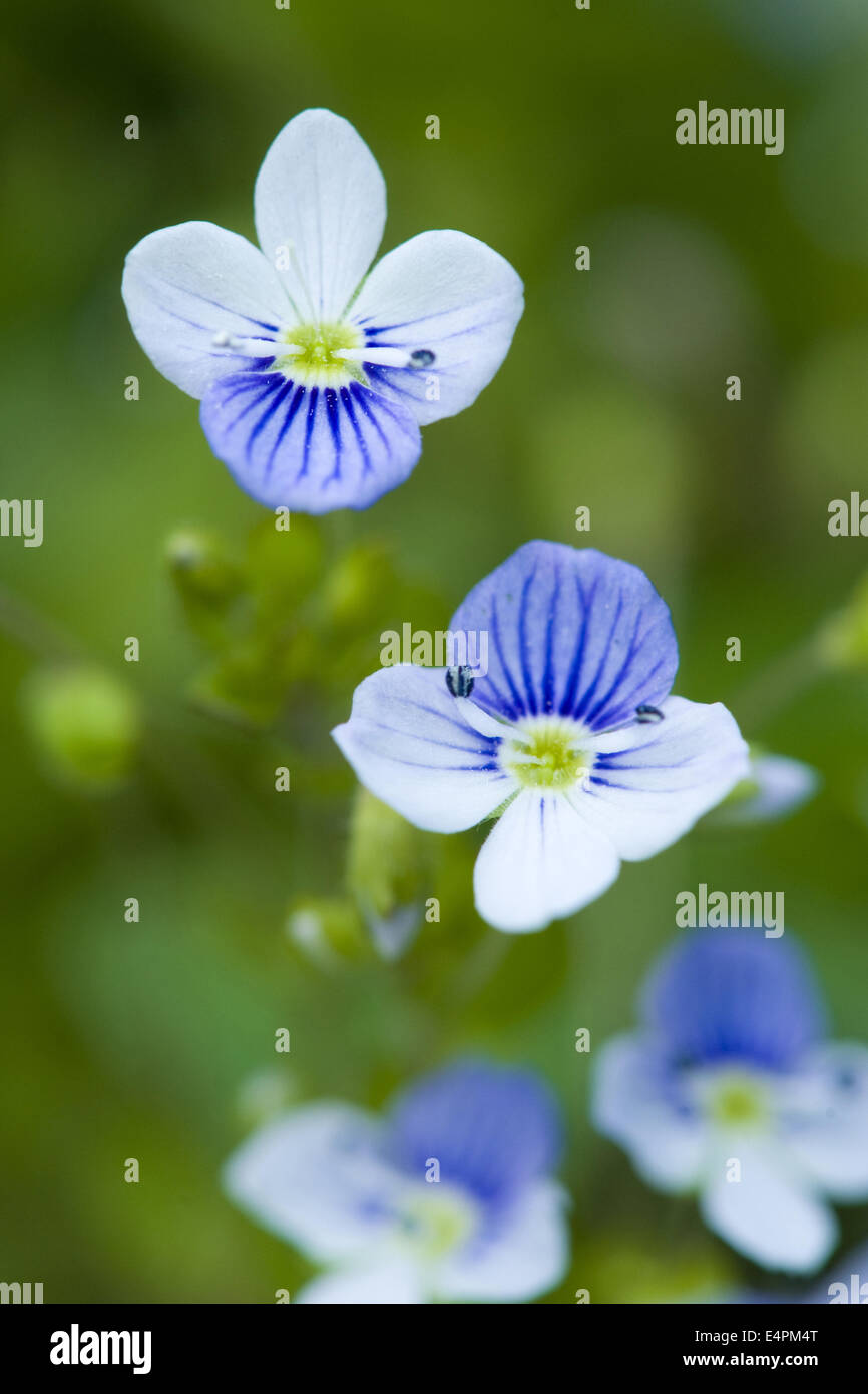 slender speedwell, veronica filiformis Stock Photo - Alamy