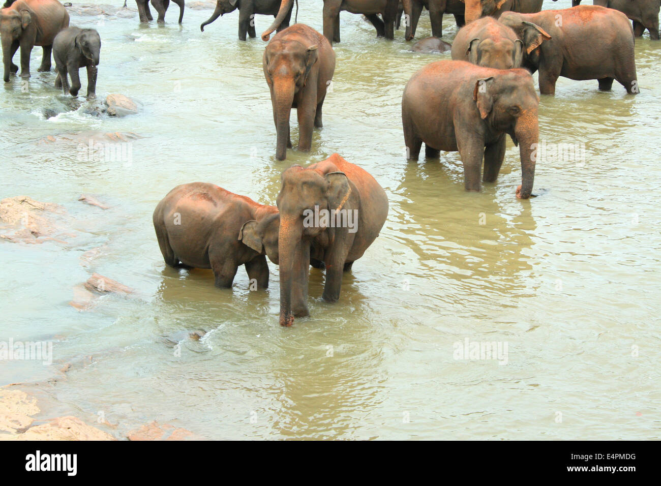 Bulle gras hi-res stock photography and images - Alamy