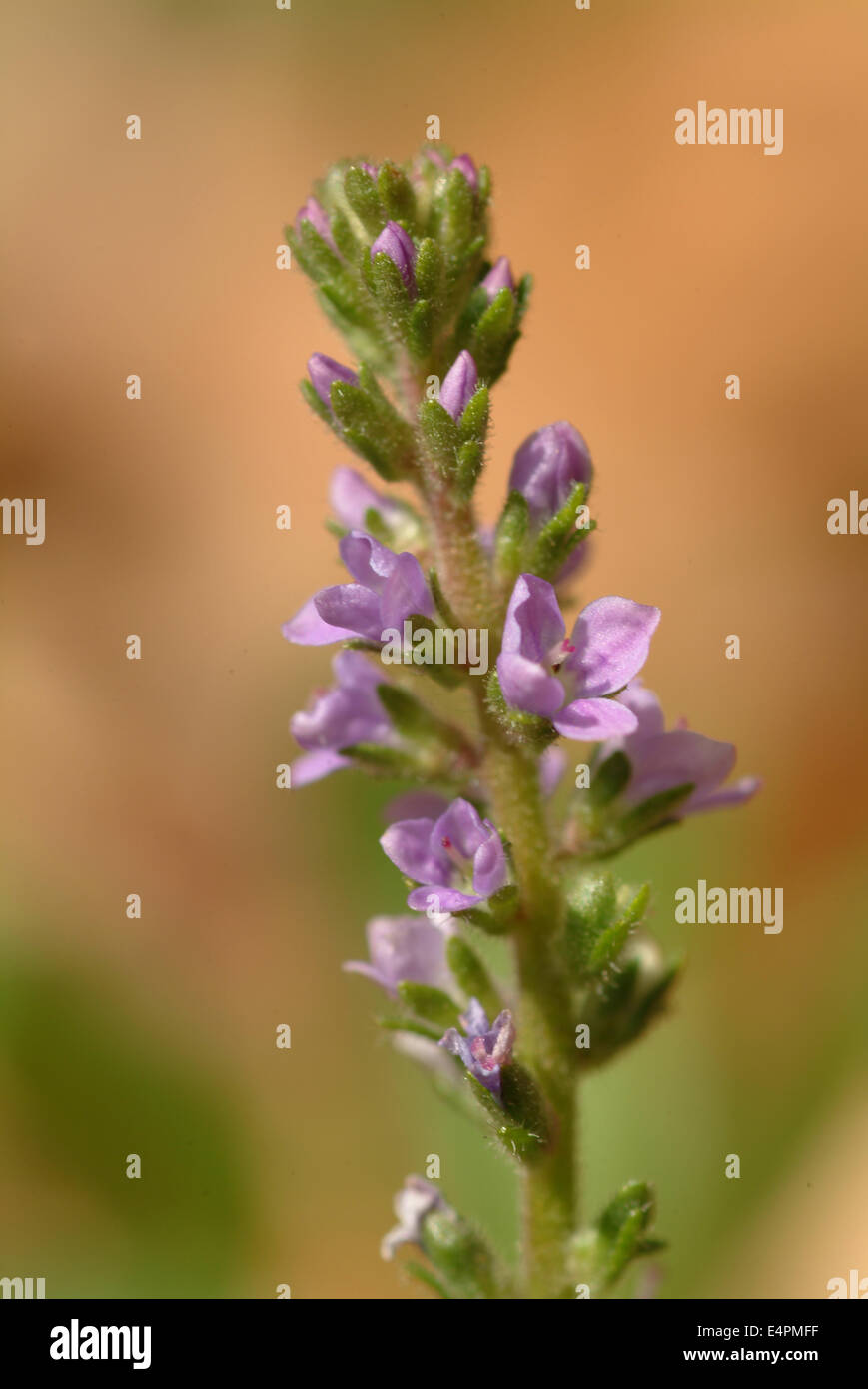 Pink speedwell hi-res stock photography and images - Alamy