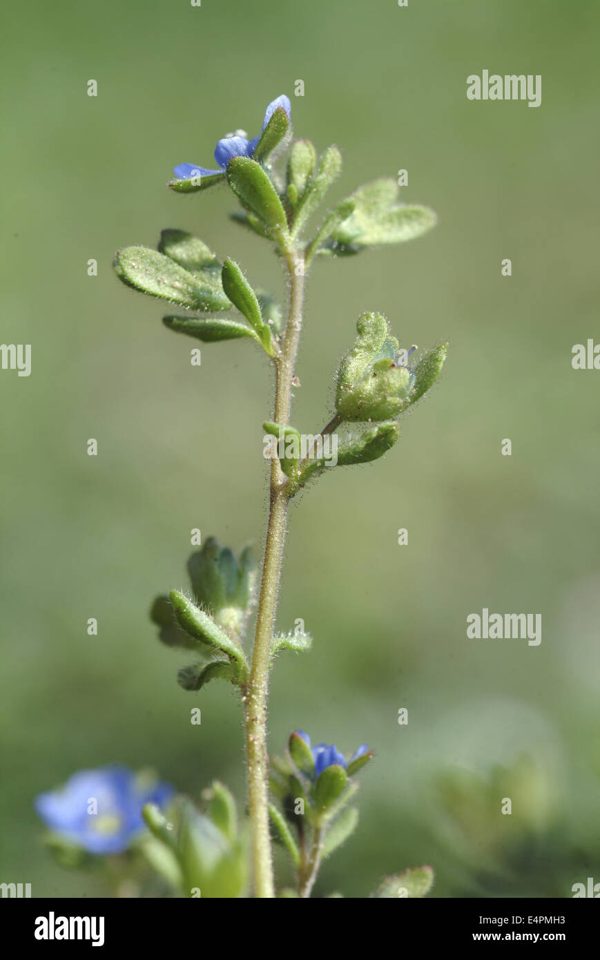 Fingered speedwell hi-res stock photography and images - Alamy