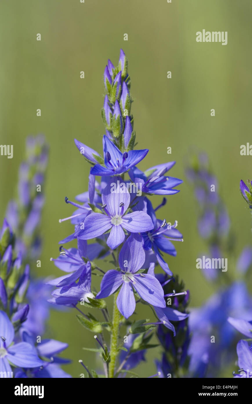 Large speedwell hi-res stock photography and images - Alamy