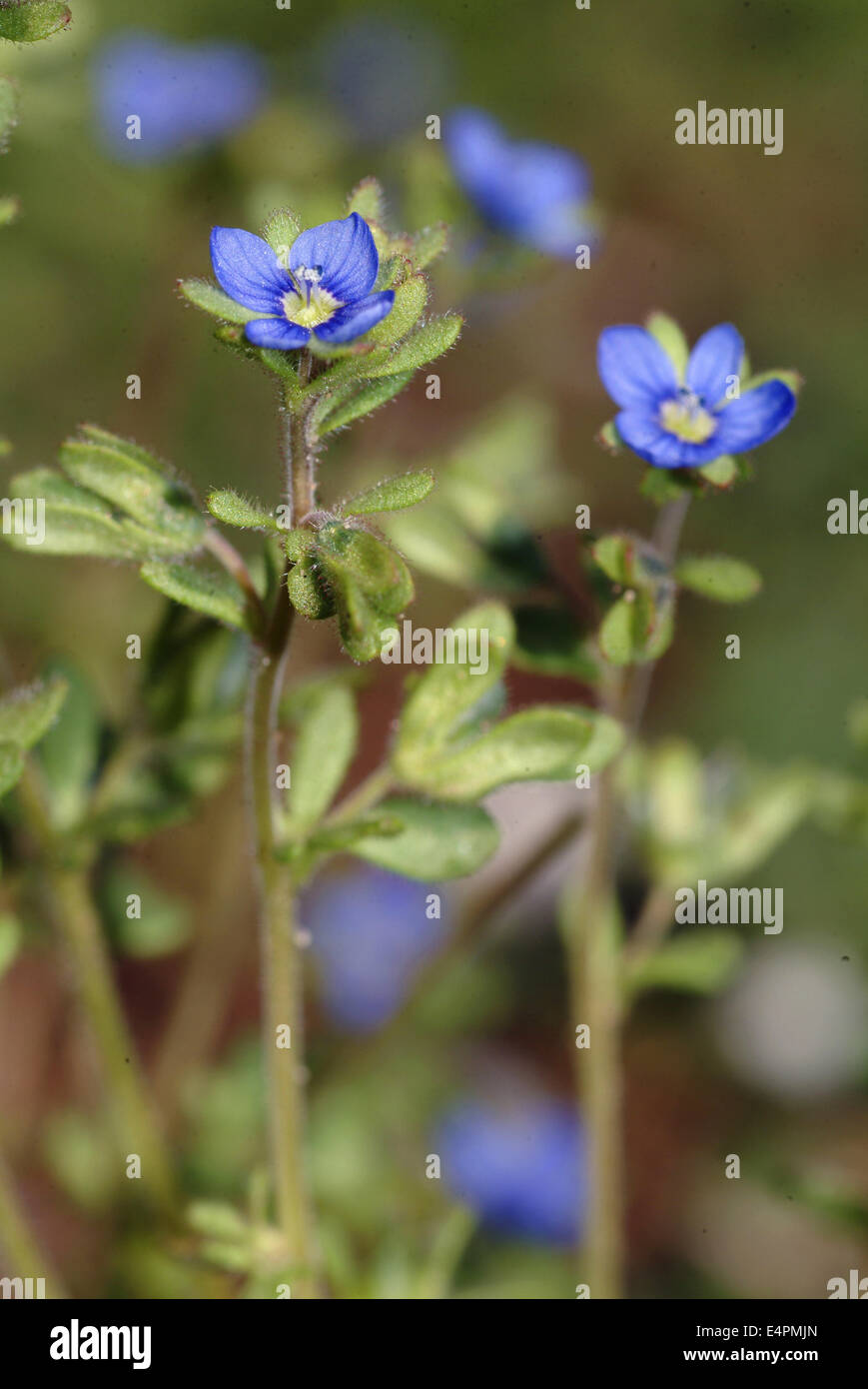 Fingered speedwell hi-res stock photography and images - Alamy