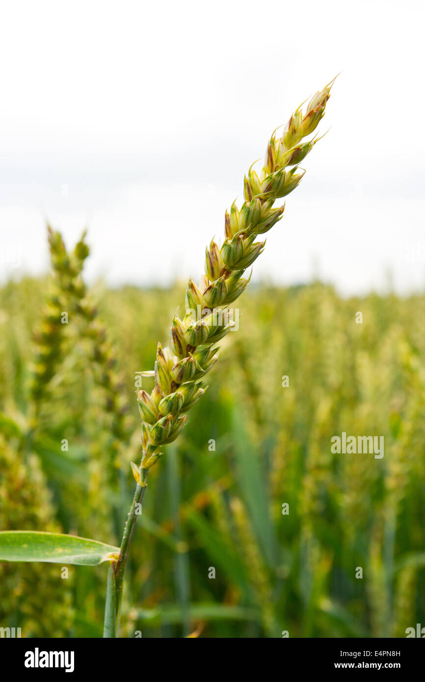 Weizenfeld hi-res stock photography and images - Alamy