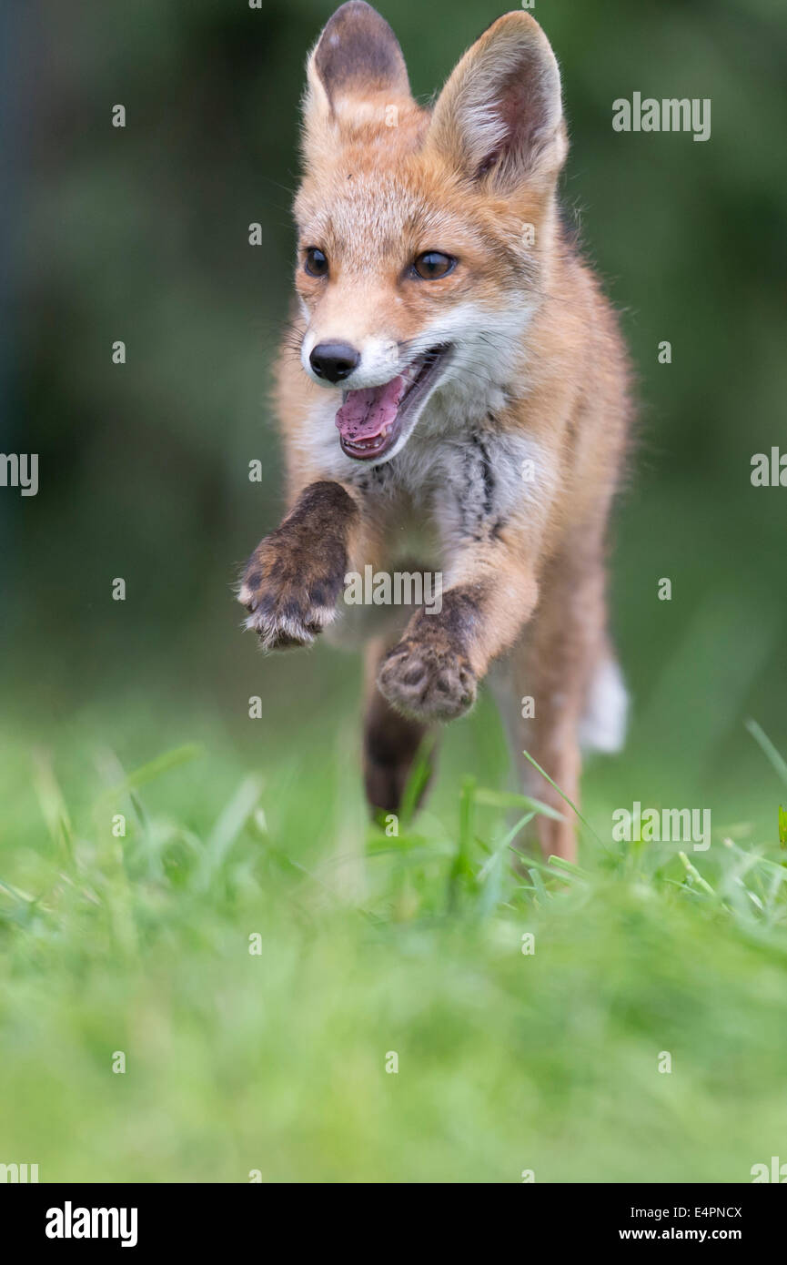 juvenile red fox, vulpes vulpes, vechta district, niedersachsen (lower saxony), germany Stock ...