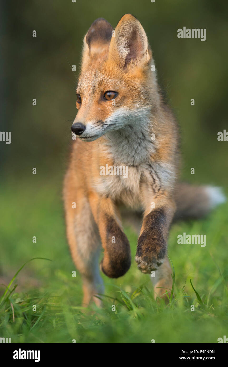 juvenile red fox, vulpes vulpes, vechta district, niedersachsen (lower saxony), germany Stock ...