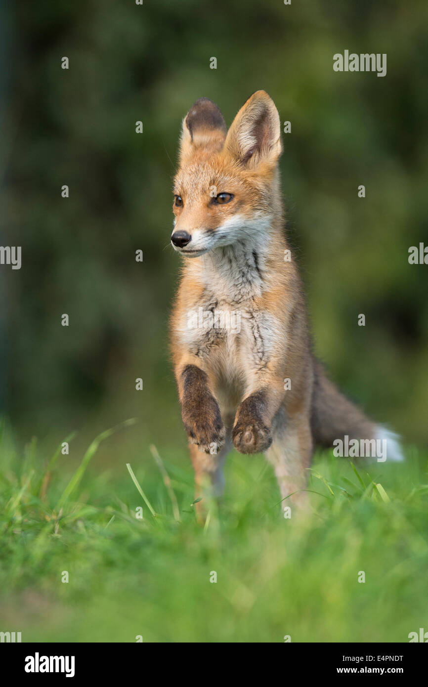 juvenile red fox, vulpes vulpes, vechta district, niedersachsen (lower saxony), germany Stock ...