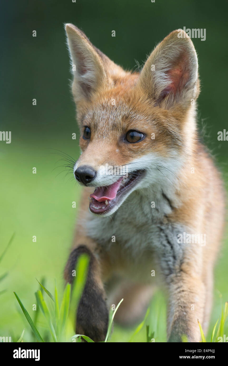 juvenile red fox, vulpes vulpes, vechta district, niedersachsen (lower saxony), germany Stock ...