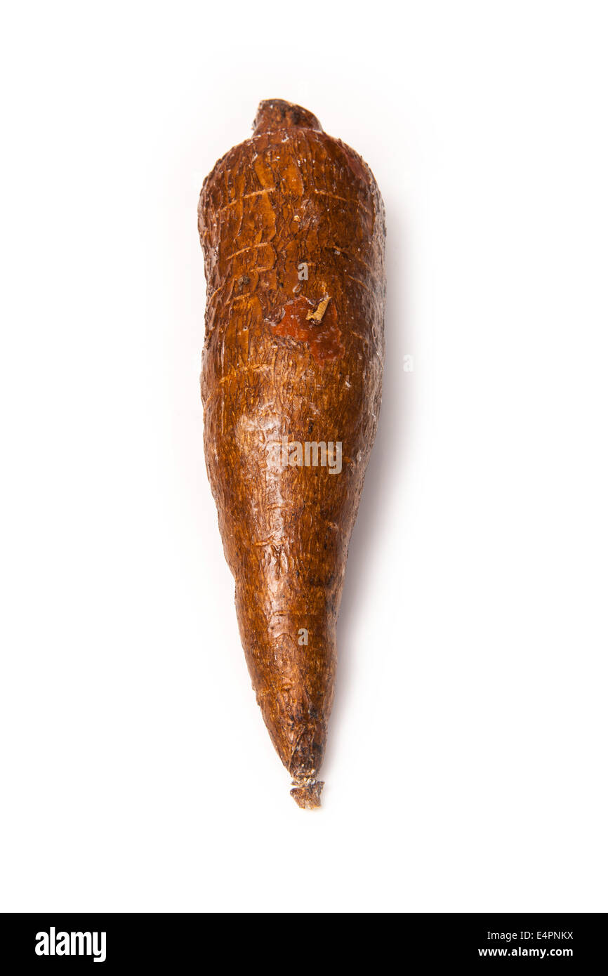 Cassava or Manioc roots (Manihot esculenta) isolated on a white studio ...