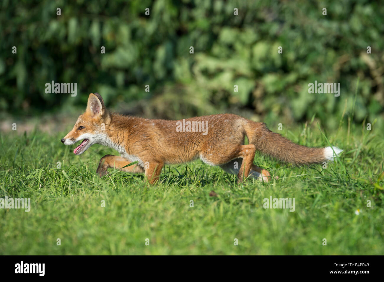juvenile red fox, vulpes vulpes, vechta district, niedersachsen (lower saxony), germany Stock ...