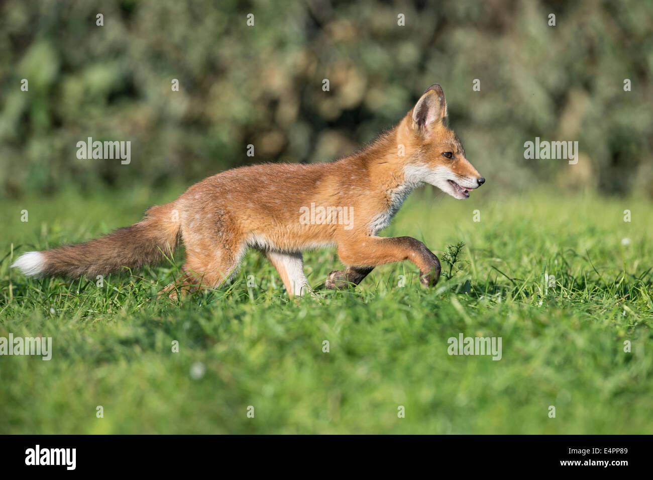 juvenile red fox, vulpes vulpes, vechta district, niedersachsen (lower ...