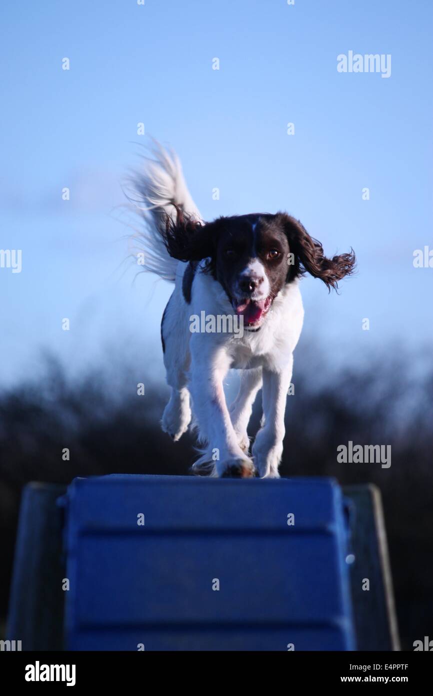 Running along dog walk hi-res stock photography and images - Alamy