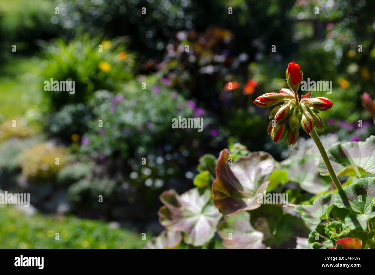Burst of buds hi-res stock photography and images - Alamy