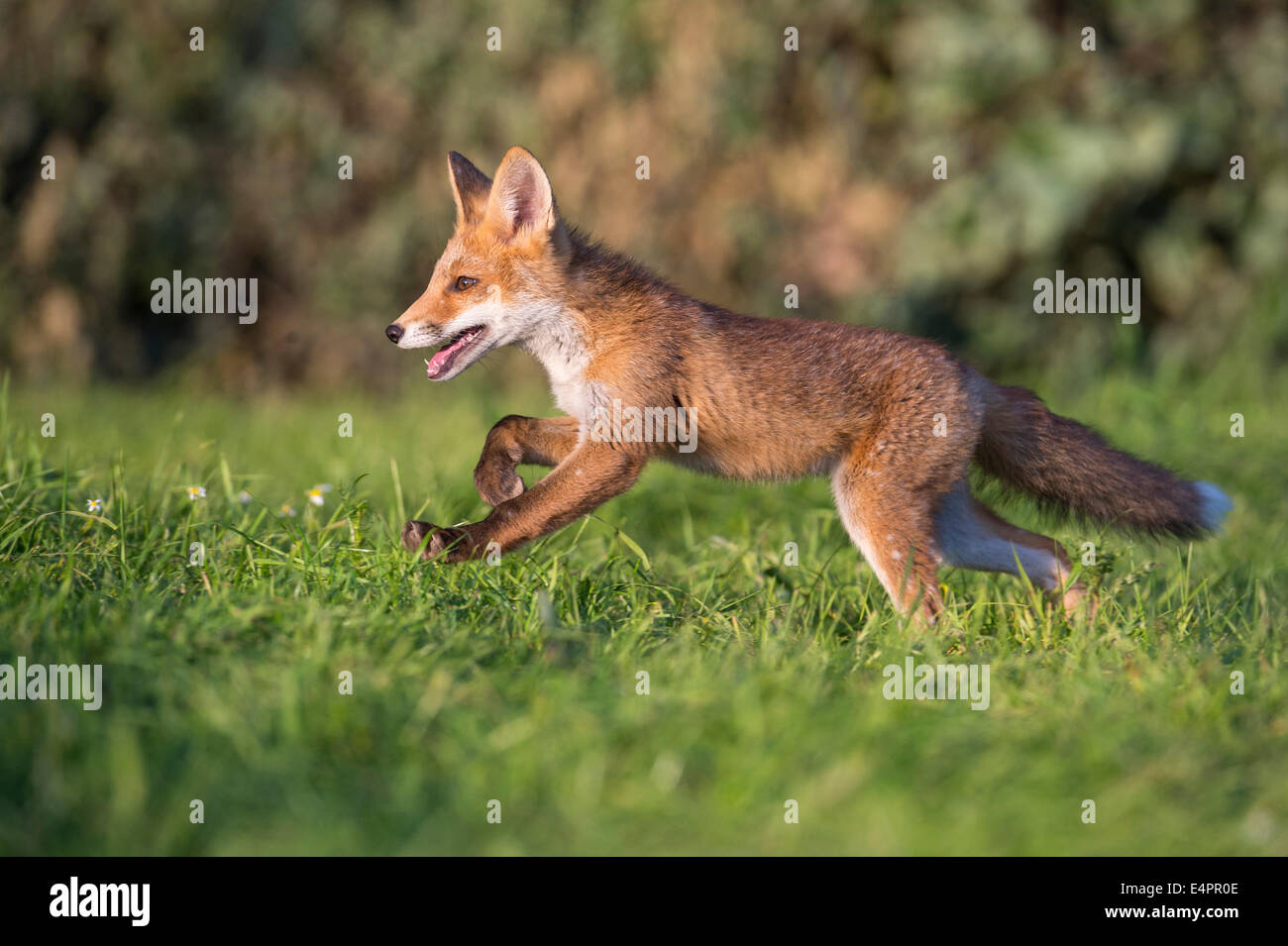 juvenile red fox, vulpes vulpes, vechta district, niedersachsen (lower ...