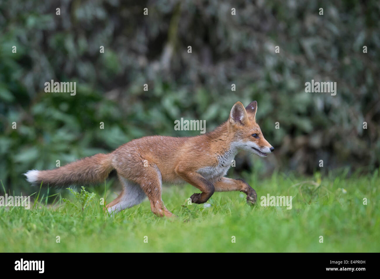 Juvenile red fox hi-res stock photography and images - Alamy