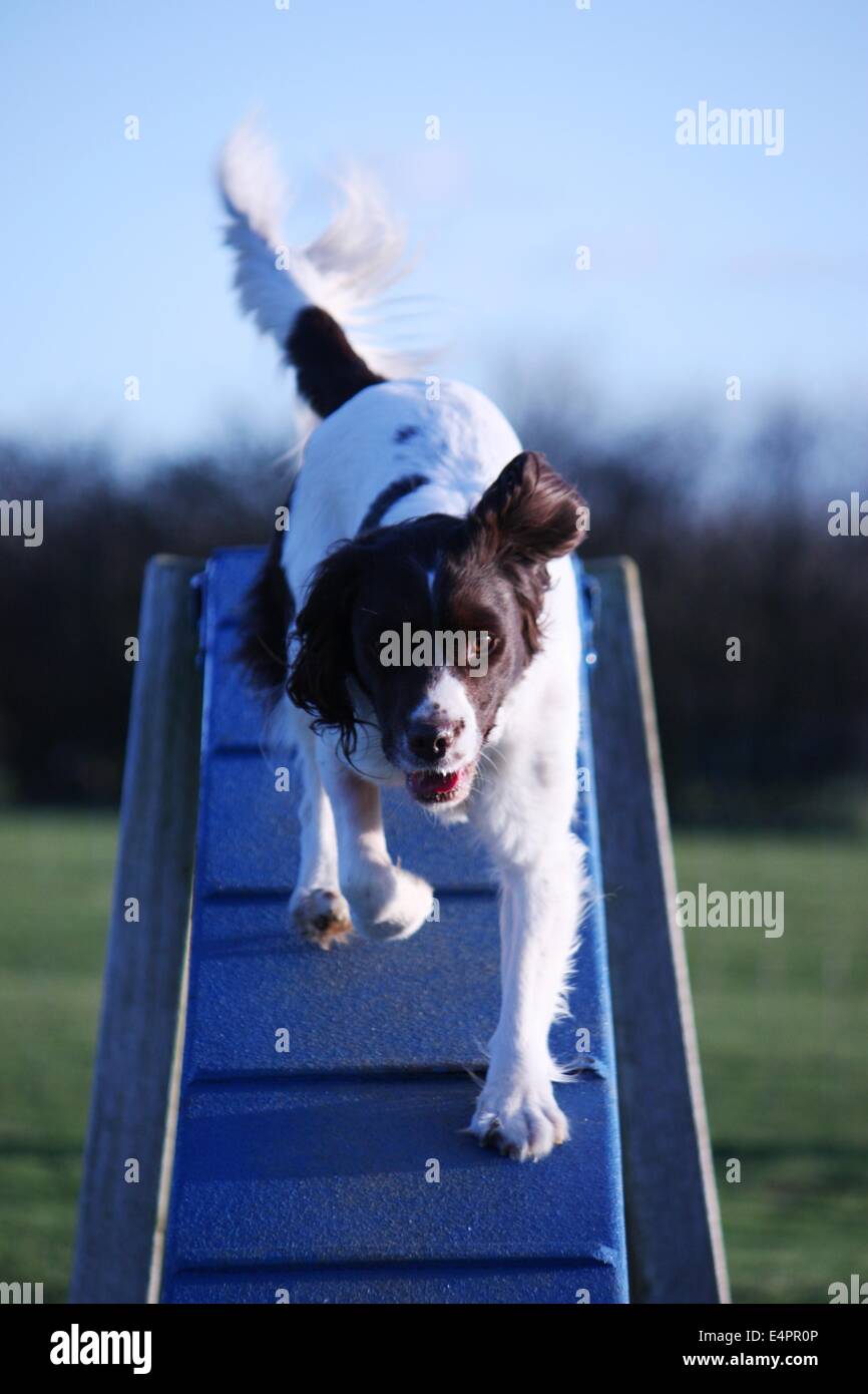 liver and white working type english springer spaniel pet gundog ...