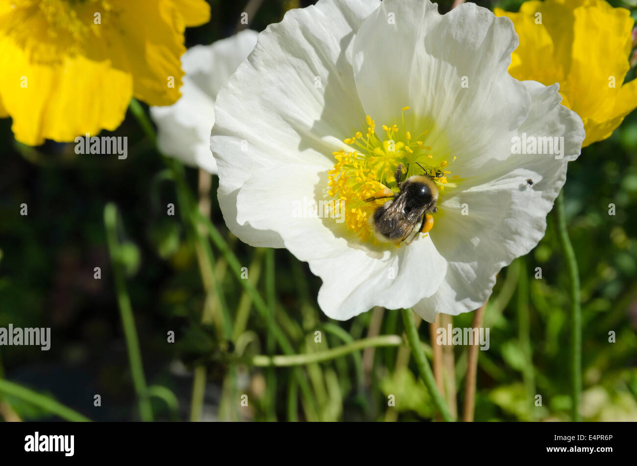 A bumblebee in a poppy plant Stock Photo - Alamy